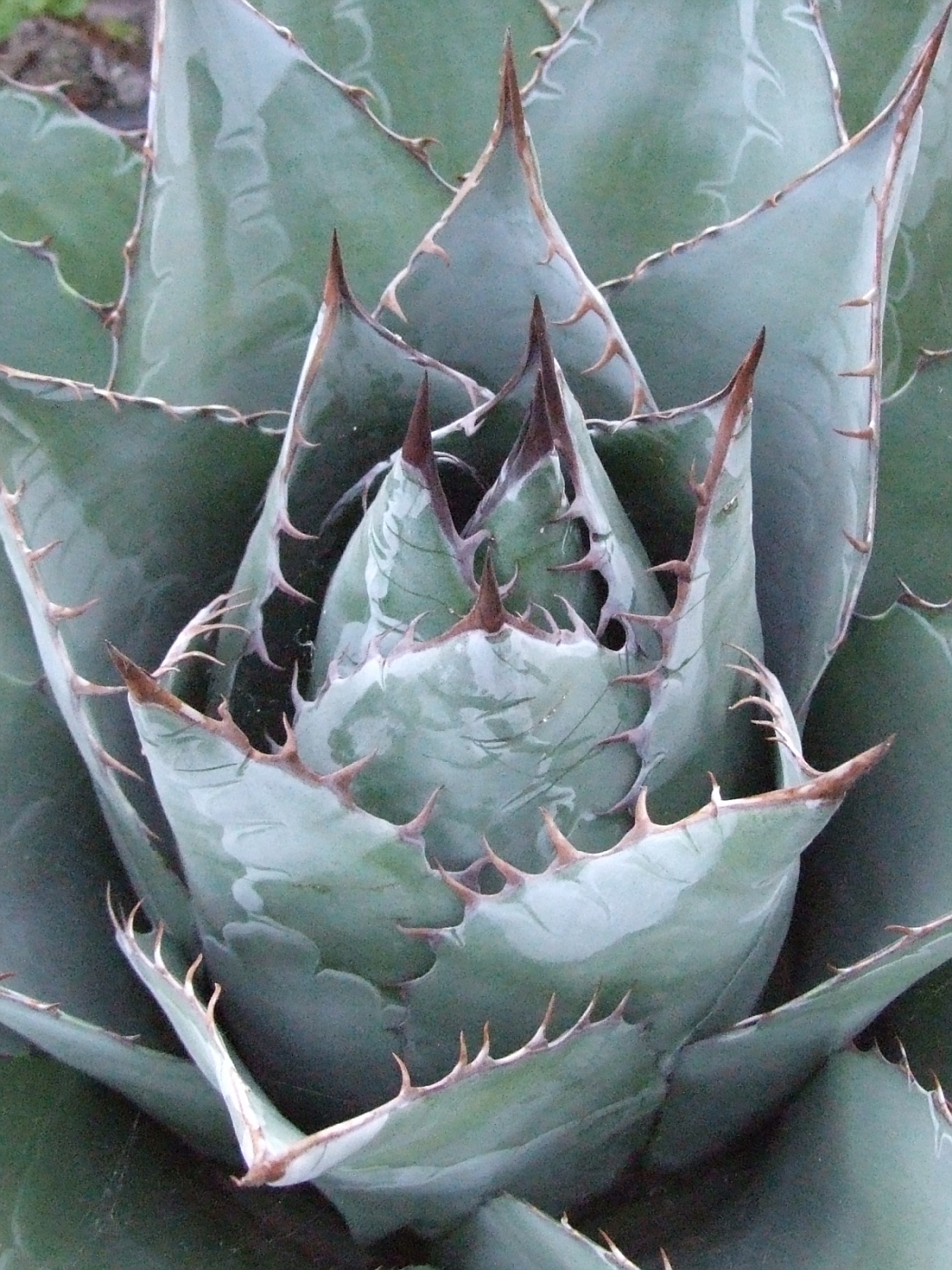 Photo: Agave parrasana | Agave Coll. Yucca Dykia Hechtia Puna+ album ...