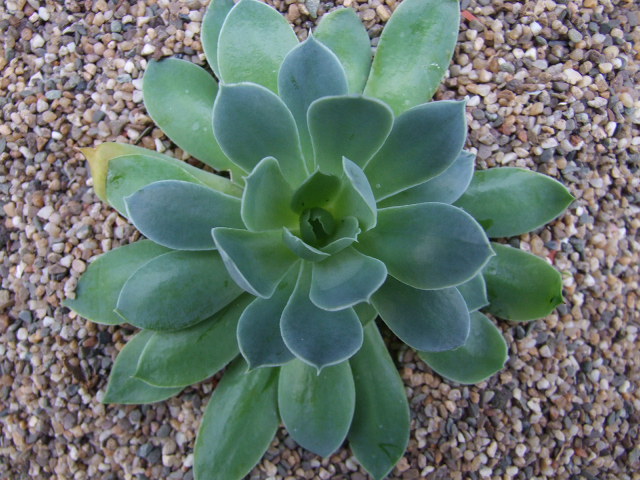 Photo: Echeveria megacalyx | Echeveria. album | Cok Grootscholten ...