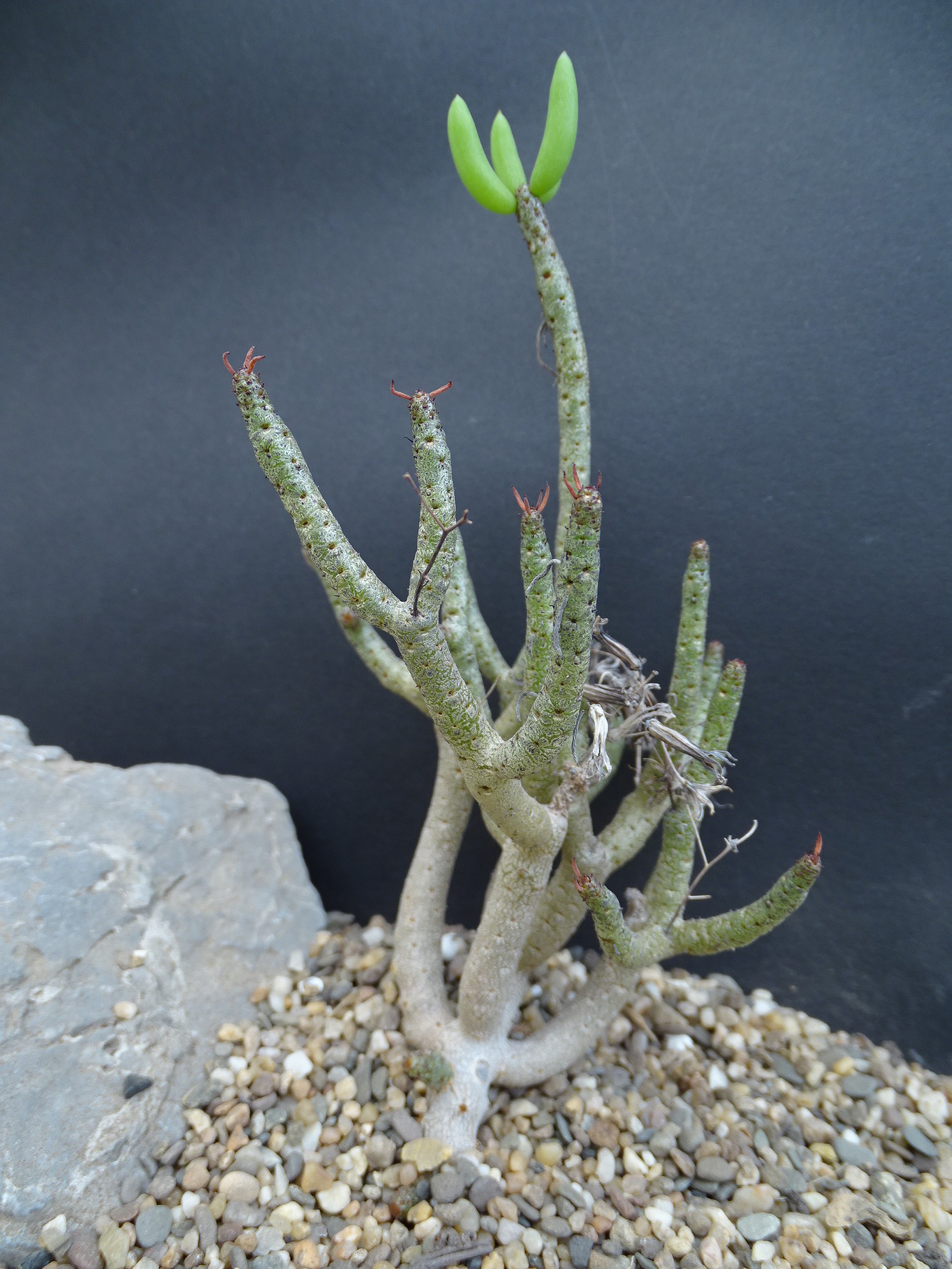 Photo: Tylecodon bucholzianus | Tylecodon. album | Cok Grootscholten ...