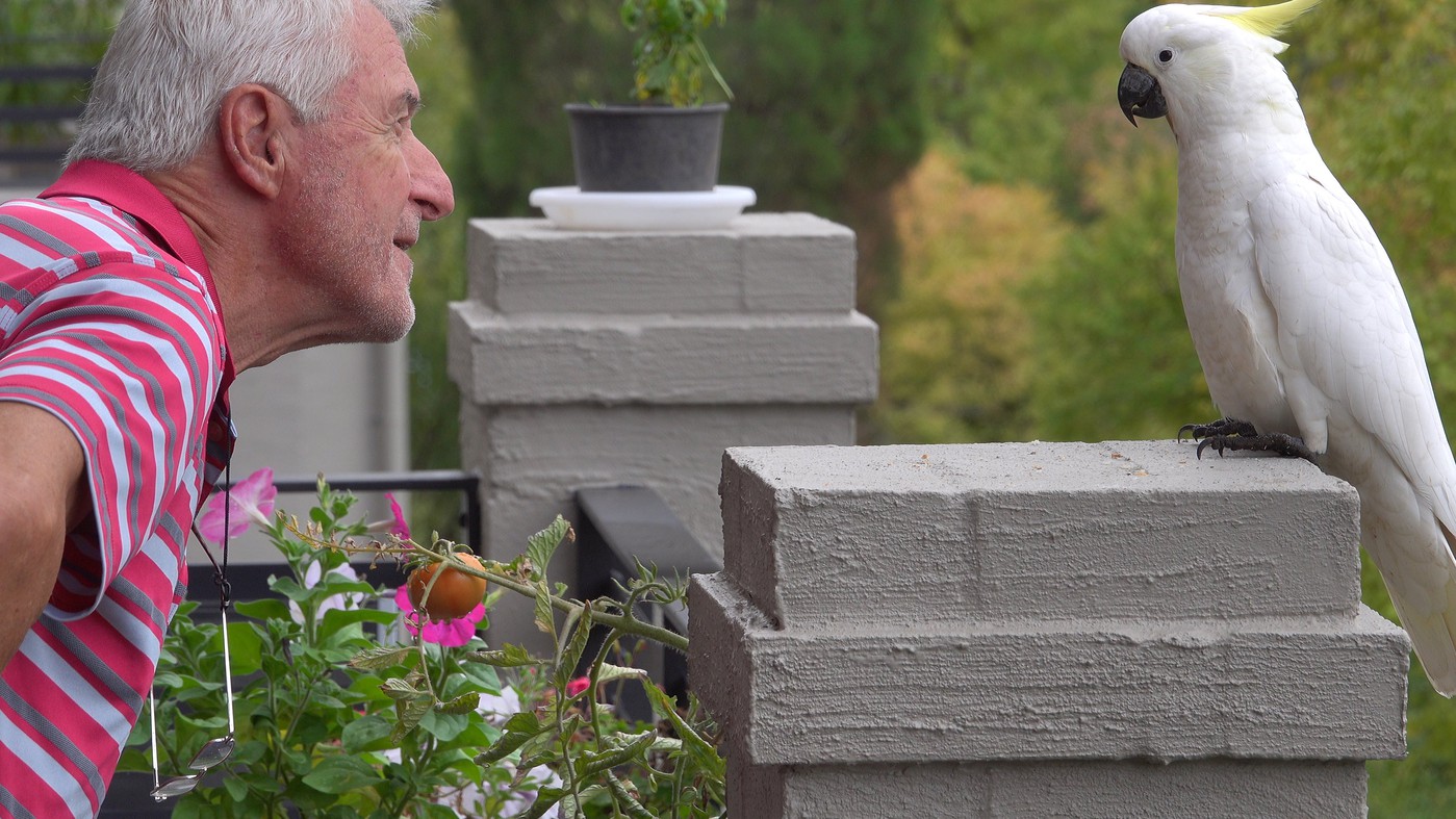 Photo: 2023 04 20 4 Feeding a visiting parrot | 2023 04 20 Cockattoos ...