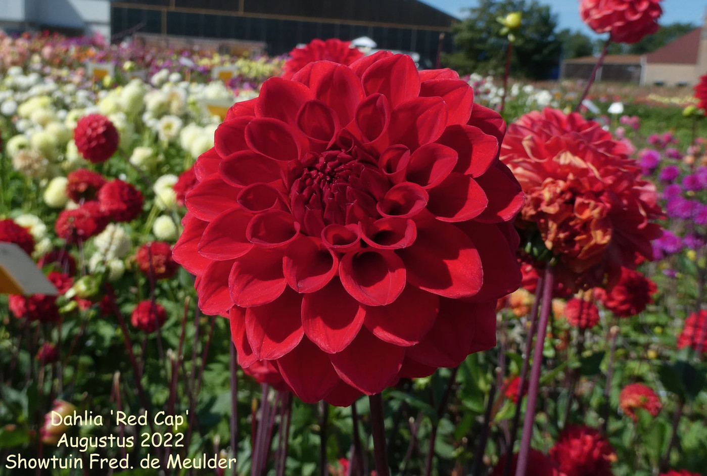 Photo: Dahlia 'Red Cap' | Dahlia (hybrid cultivars) album | Nora Goosen ...