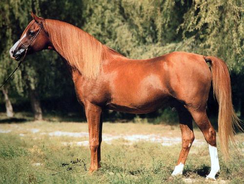 Photo: ABOUD (Diamond Star x Azeme Bint Gleam, by Silver Flame) 1982 ...
