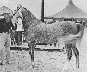 Photo: FERSARA 1947 grey mare (Ferseyn x Bint Sahara) Dam of Ferzon ...