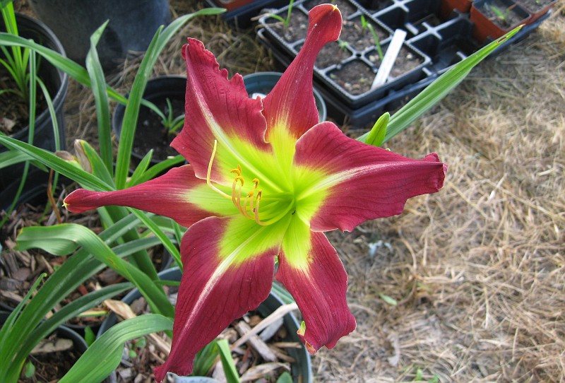 Photo: Red Hot Daddy | Along The Fence Daylily Photos album ...