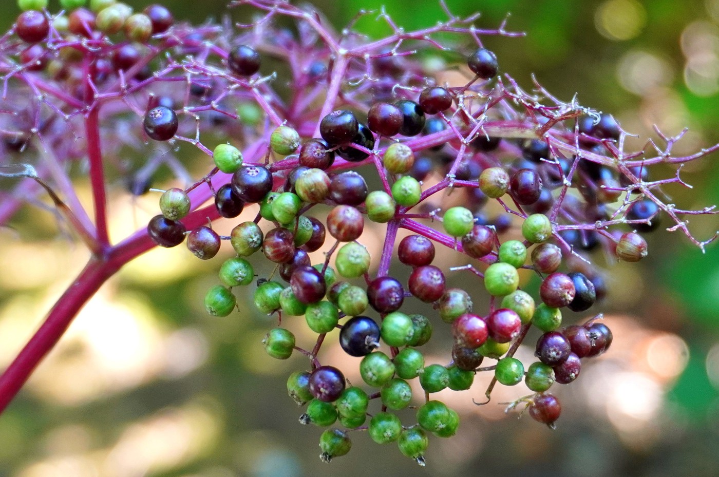 Elderberries Vs Poke Berries | Bushcraft USA Forums